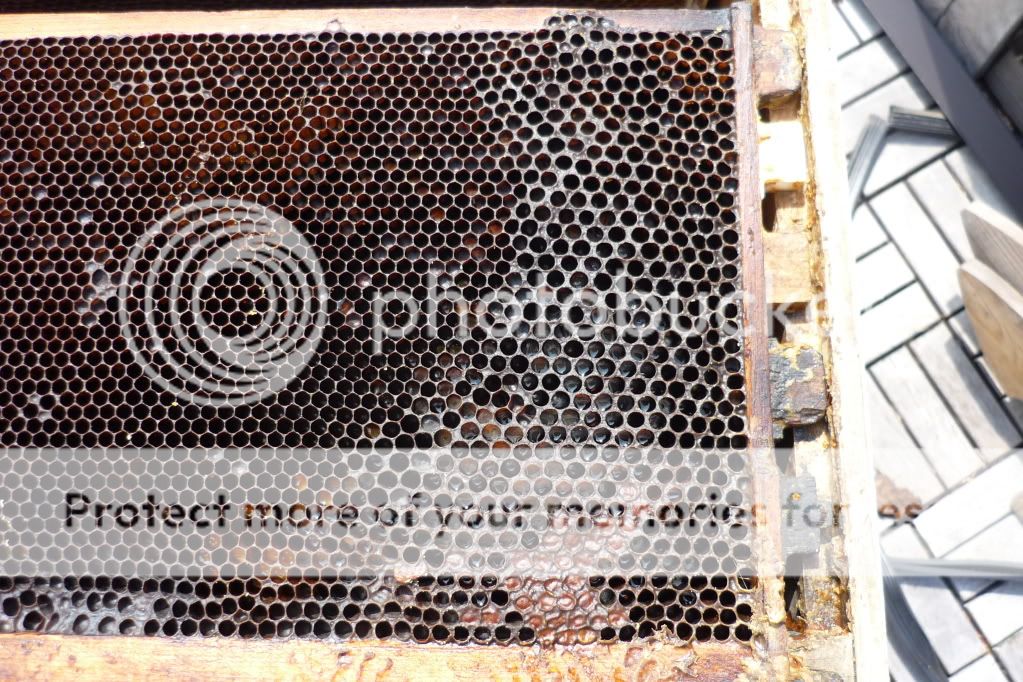 what does hive death from condensation chilling look like? | Beesource Beekeeping Forums